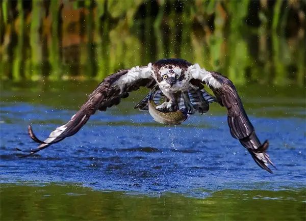 Inspirational Action Photography - Photodoto