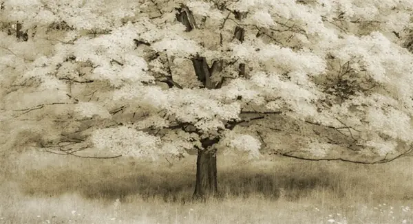 Tony Sweet - The Man of Thousand Talents And One Fantastic Photographer ...