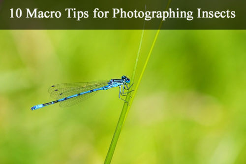 10 Macro Tips for Photographing Insects - Photodoto